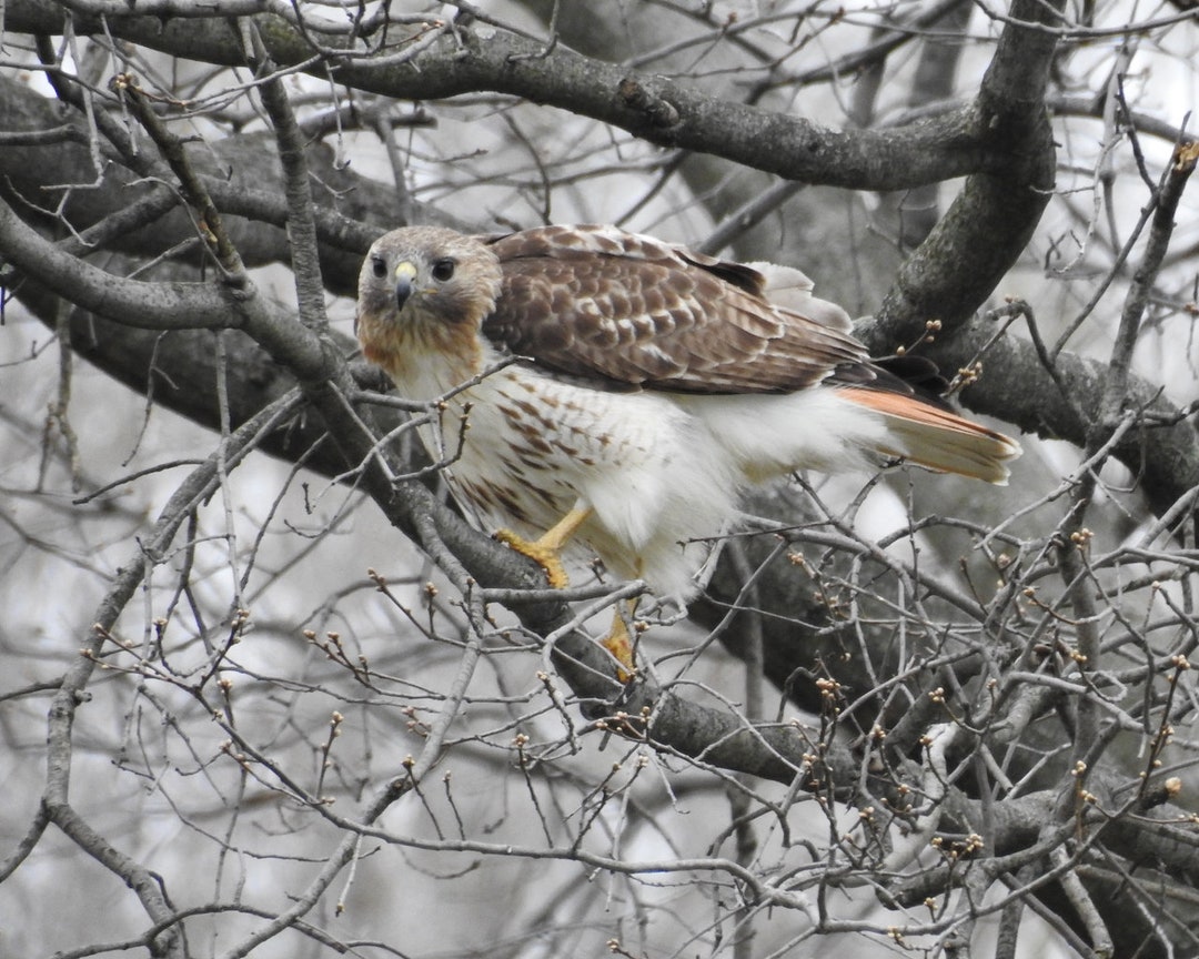 Red Tailed Hawk Photograph - Wildlife Bird - Hawk - Wall Decor - Nature ...
