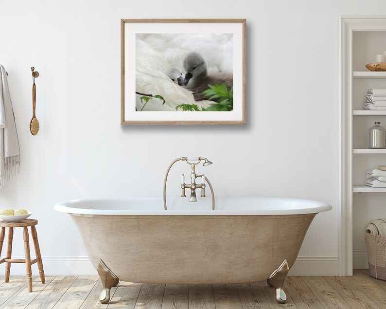 Cygnet Photograph Day Old Cygnet Baby Swan on Swan Back - Etsy