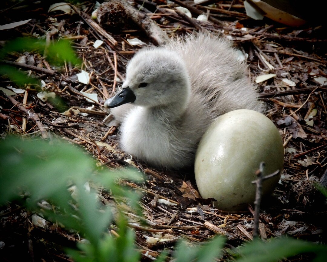Cygnet Photograph Cygnet and Egg Day Old Cygnet Baby Swan Cute ...