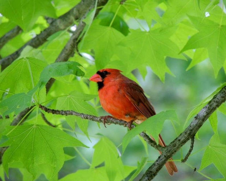 Cardinal Photography Cardinal in Maple Tree Male Cardinal - Etsy
