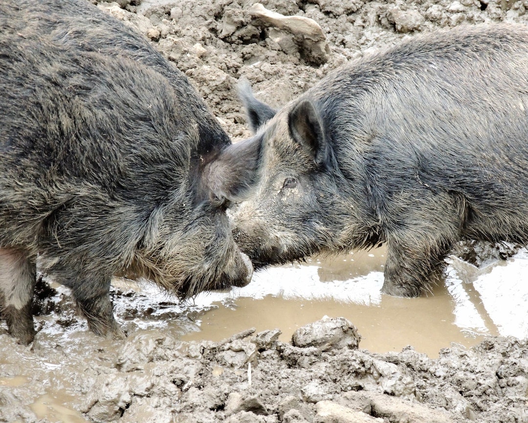 Wild Boar - Muddy Boars - Playing in Muddy Puddle - Wildlife Animal ...