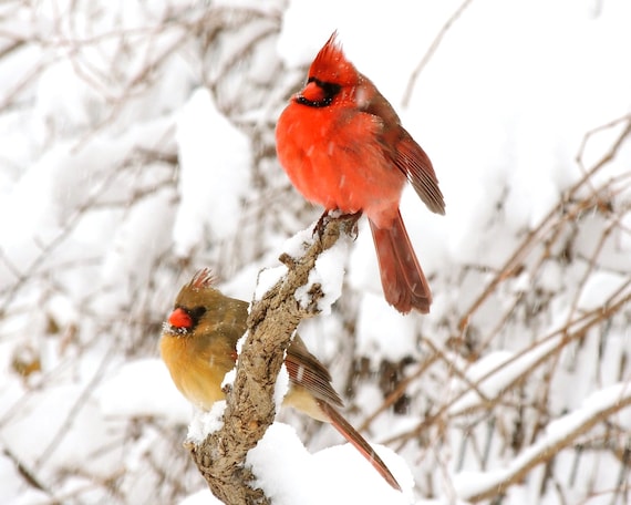 Pair Of Cardinals In Snow
