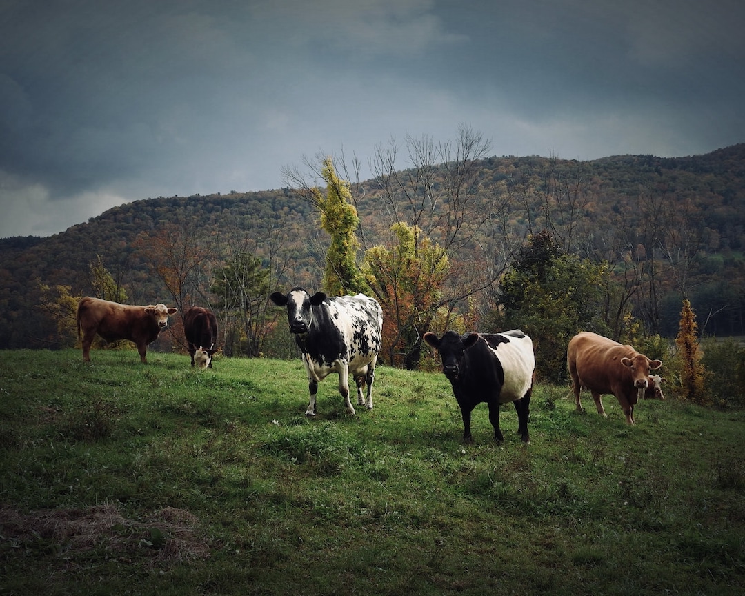 Cow Photograph - Country Scene - Cow Farm - Mountain - Agriculture ...