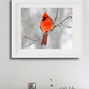 Bird Photography - Cardinal - Red Bird - Winter Bird - Male Cardinal ...