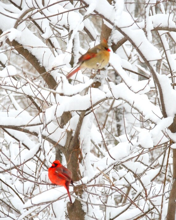 Pair Of Cardinals In Snow