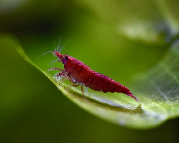 Red Freshwater Shrimp Pet