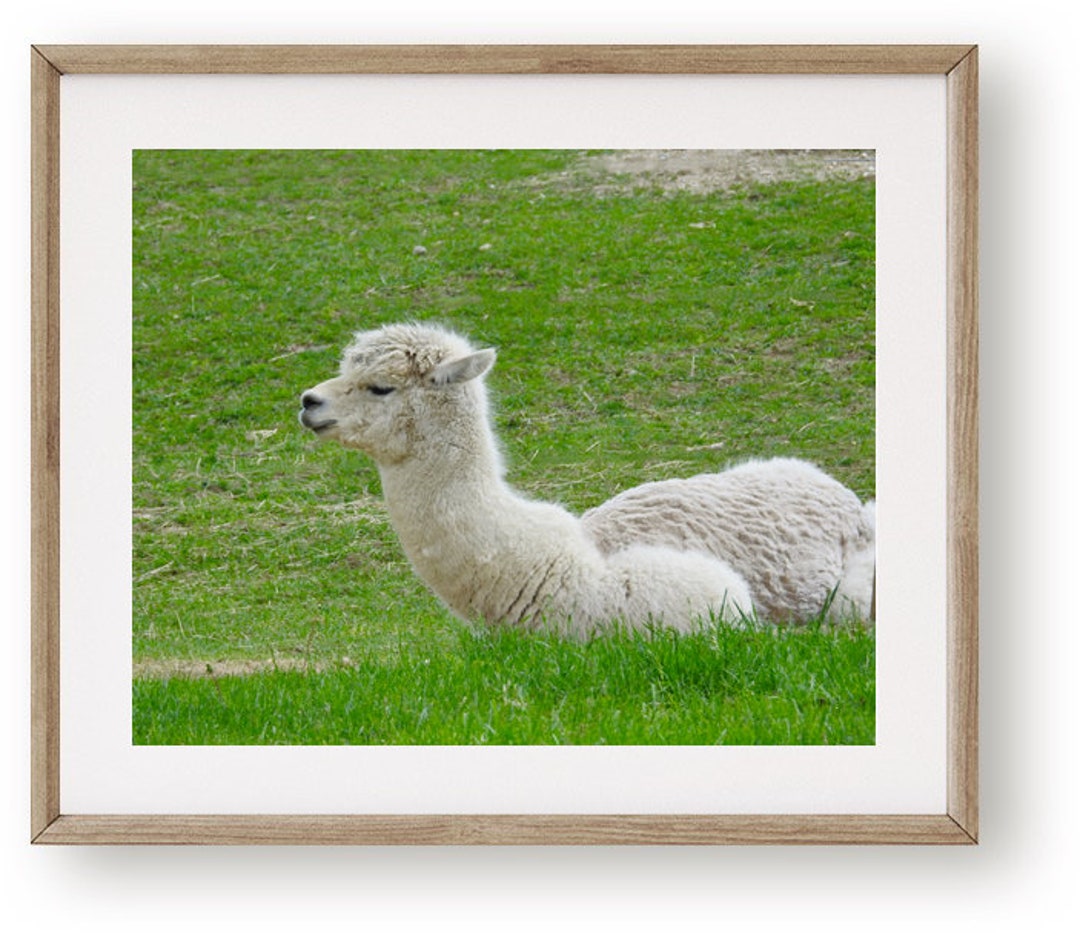 Alpaca Photography Relaxing Spring Farm Alpaca Cute - Etsy