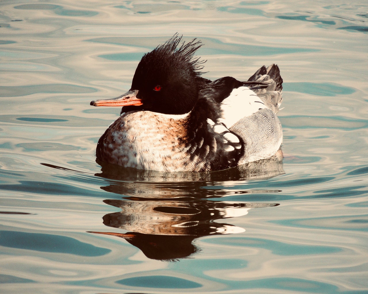 Merganser Duck