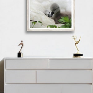 Cygnet Photograph - Day Old Cygnet - Baby Swan - on Swan Back - Cute ...