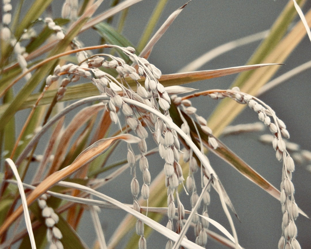 Rice Stalks Wall Art - Crop-plant - Ear of Rice - Agriculture - Rice ...