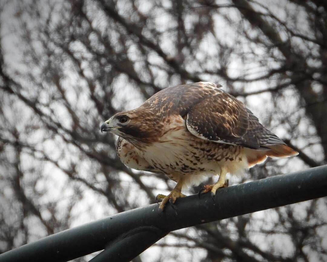 Red-tailed Hawk in Central Park NY - Wildlife Bird - Wall Decor ...