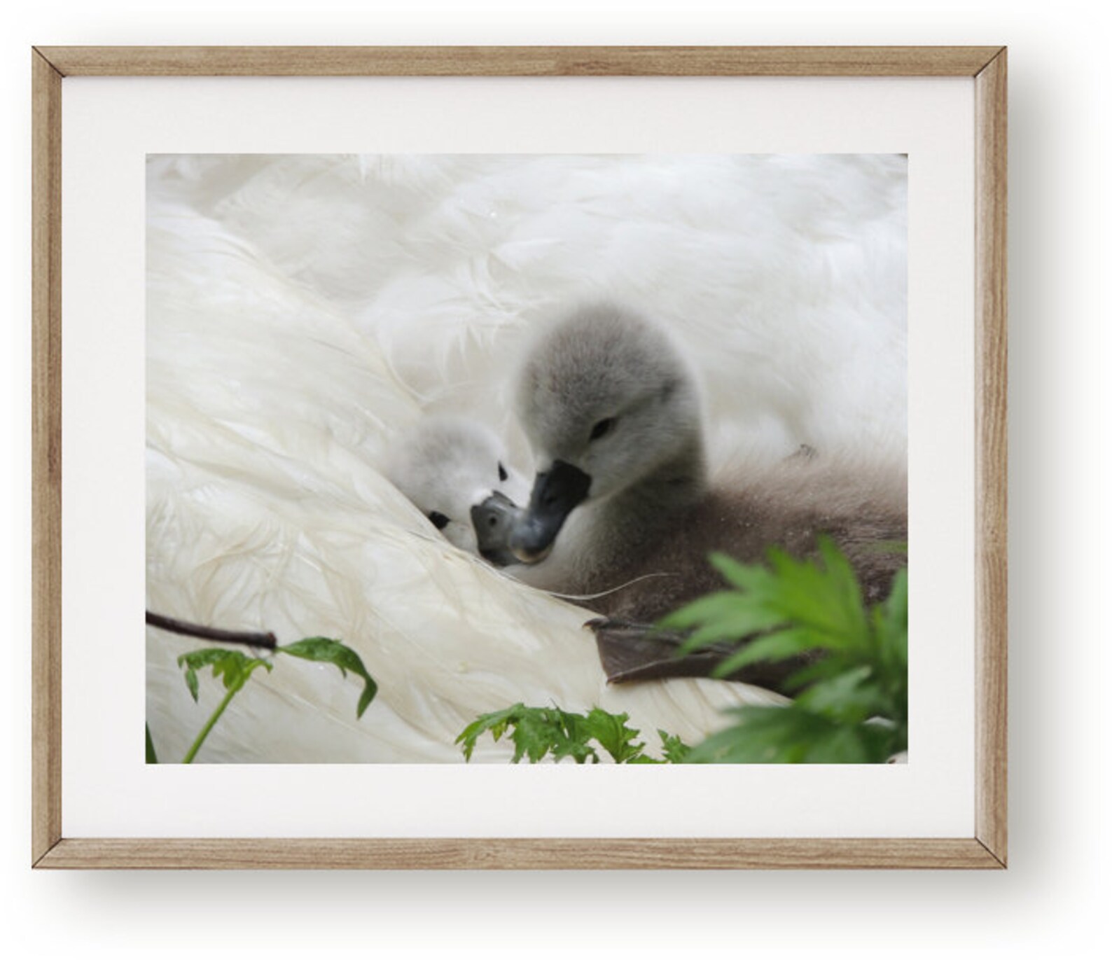 Cygnet Photograph Day Old Cygnet Baby Swan on Swan Back - Etsy