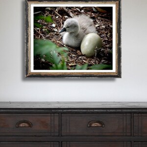 Cygnet Photograph - Cygnet and Egg - Day Old Cygnet - Baby Swan - Cute ...
