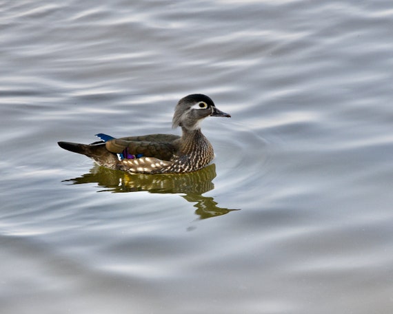 Wood Duck Nature Photography Blog
