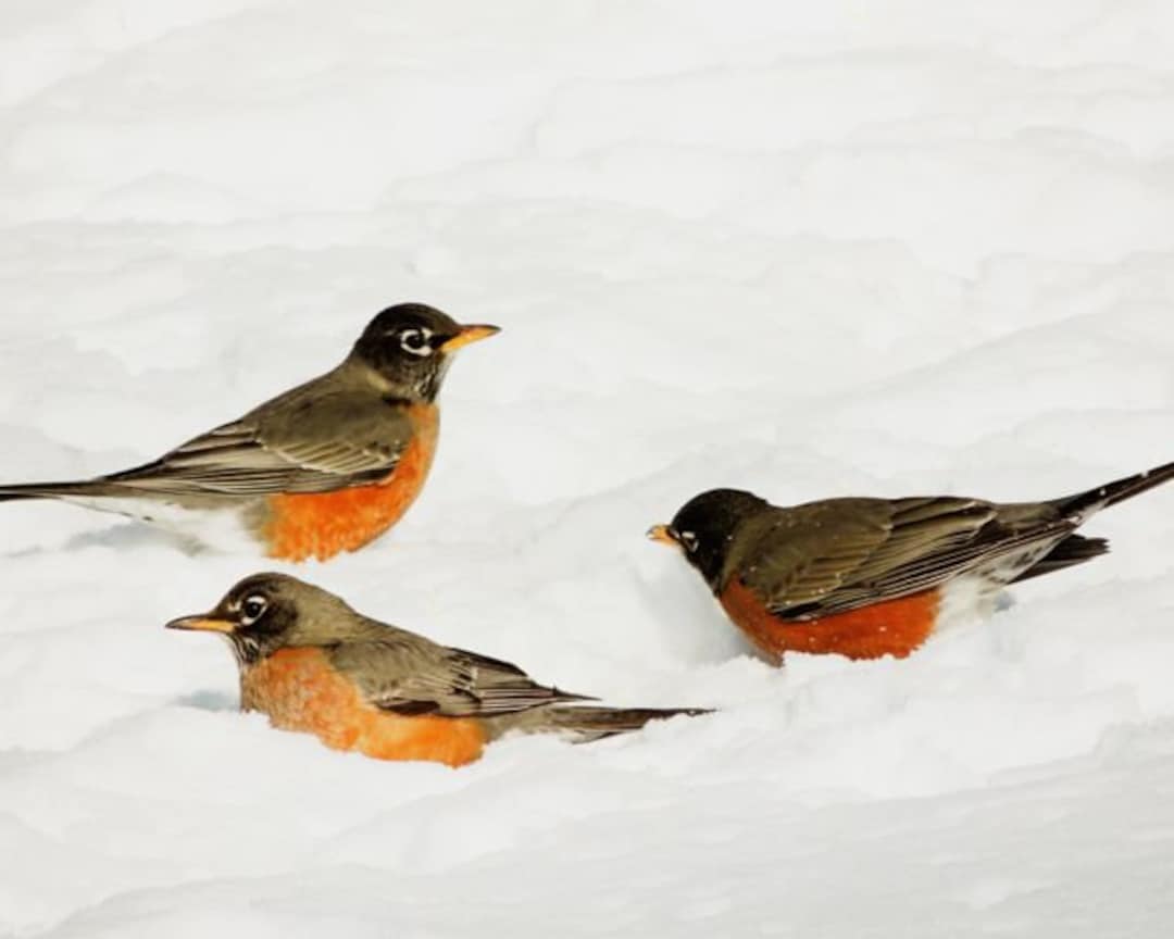 3 Robins Playing Snow Bird Art Black Gray Red Robin Snowy Winter Wall ...