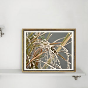 Rice Stalks Wall Art - Crop-plant - Ear of Rice - Agriculture - Rice ...