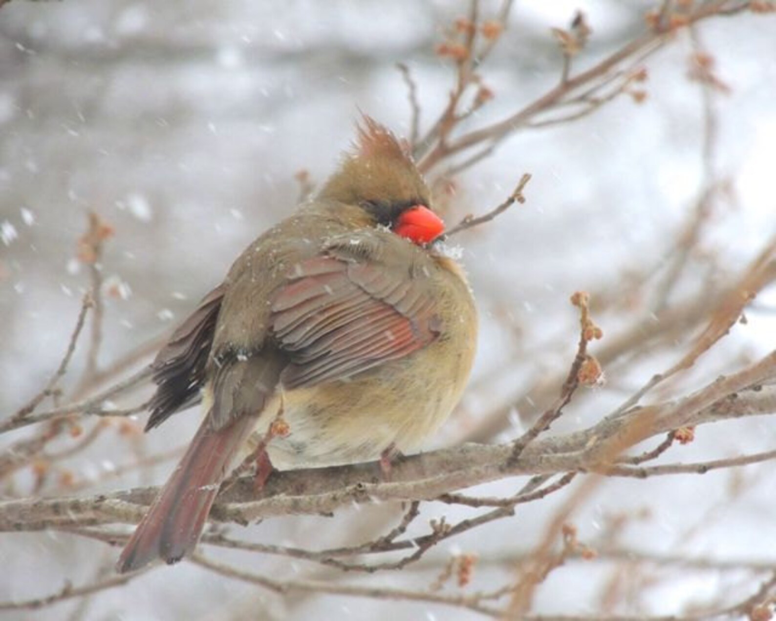 Snowy Female Cardinal Bird Art Winter Bird Nature Art | Etsy