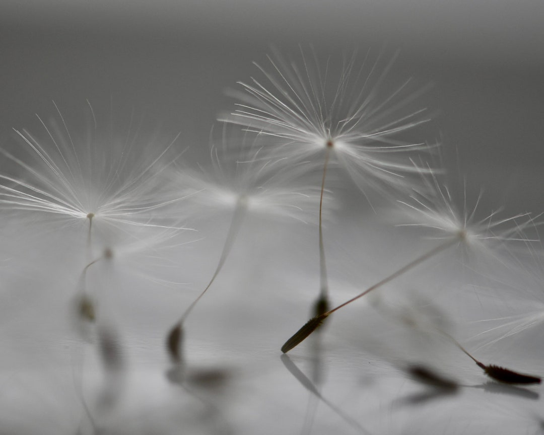 Dandelion Photograph - Dandelion Seed - Dancing Dandelion Seeds ...