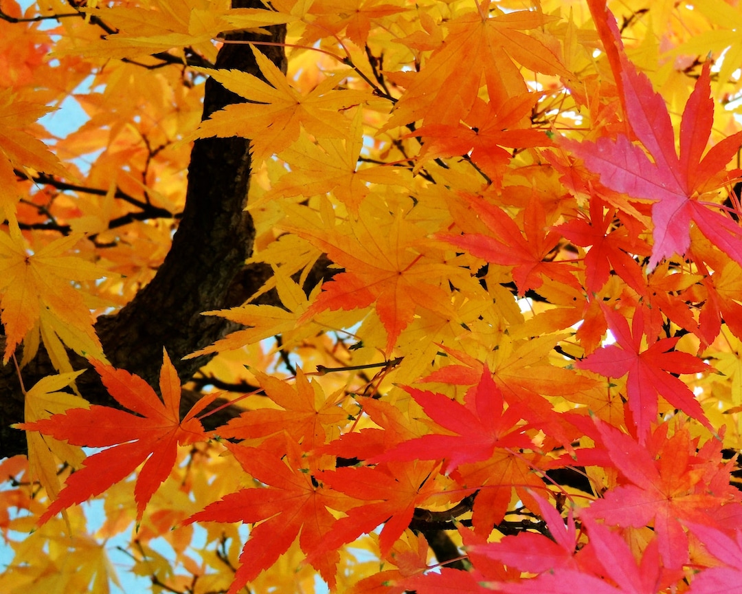 Autumn Photograph - Japanese Maple Tree - Leaves Art - Red Golden ...