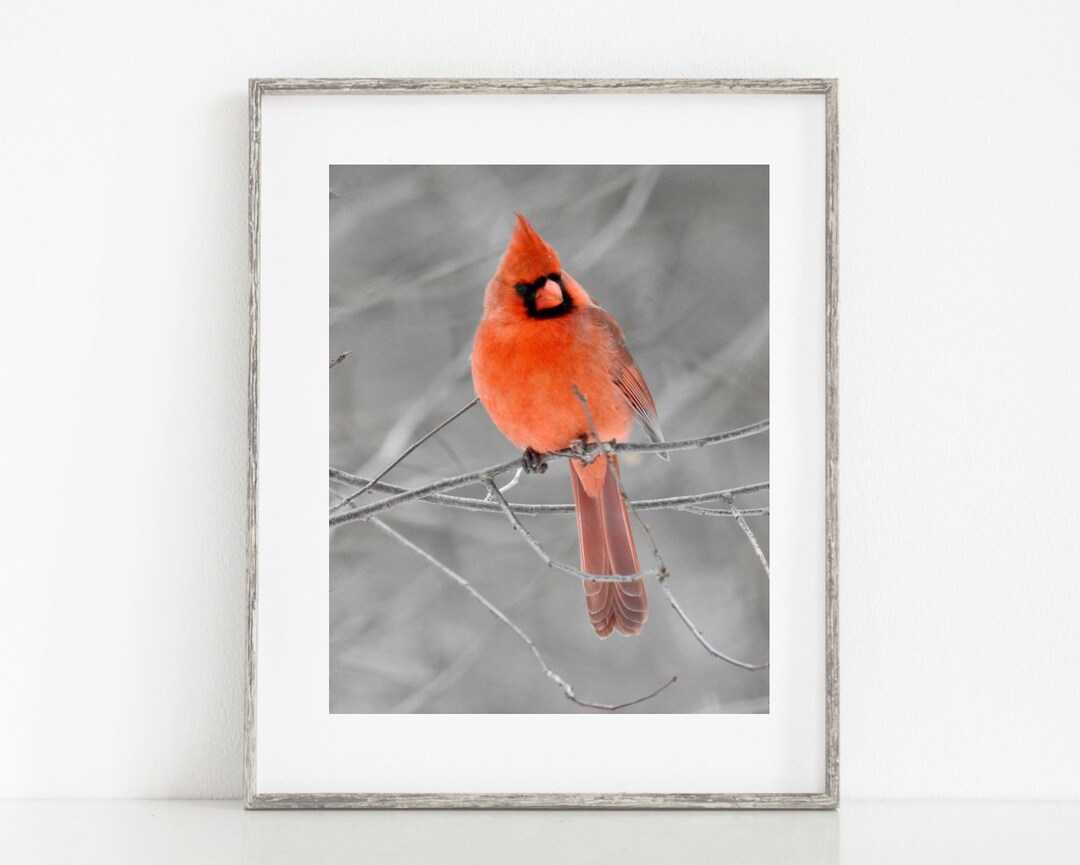 Bird Photography Male Cardinal Winter Bird Red Cardinal - Etsy Singapore