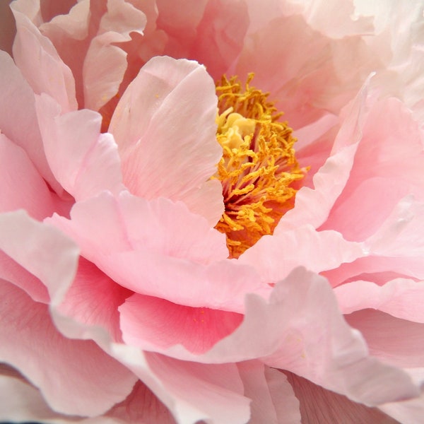 Peony Photograph - Etsy