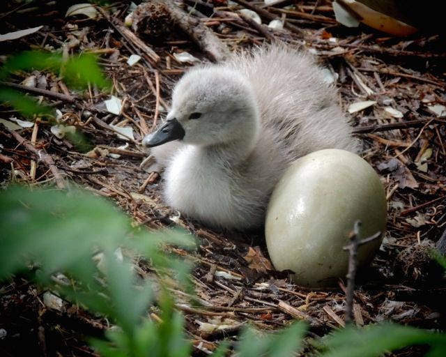 Cygnet Photograph Cygnet and Egg Day Old Cygnet Baby - Etsy