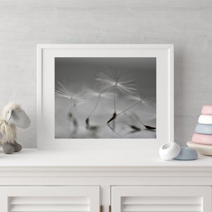 Dandelion Photograph - Dandelion Seed - Dancing Dandelion Seeds ...