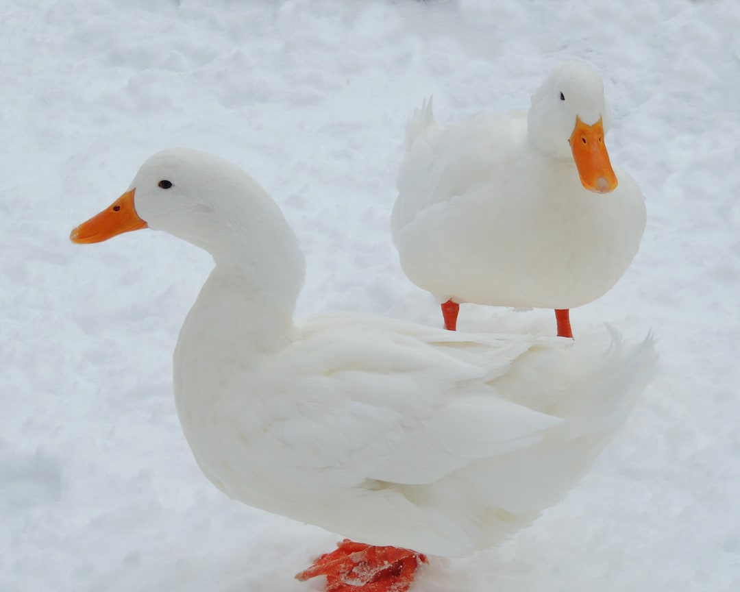 Duck Photography - White Duck - Duck in Snow - Winter Duck - Waterfowl ...