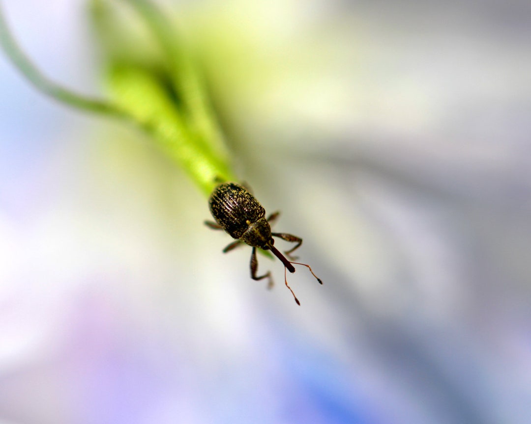 Weevil Photograph - Boll Weevil - Insect - Beetle - Wall Decor - Bug ...