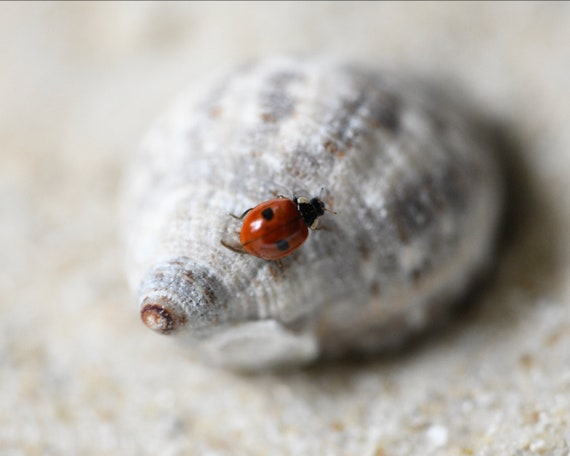 Ladybug on Seashell Photography Insect Fine Art Sandy | Etsy