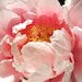 Sweet Peony - Nature Flower Photograph - Nature Art - Pink Peony - Home ...