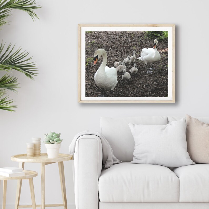 Swan Photograph Swan Family Happy Family Swan With - Etsy