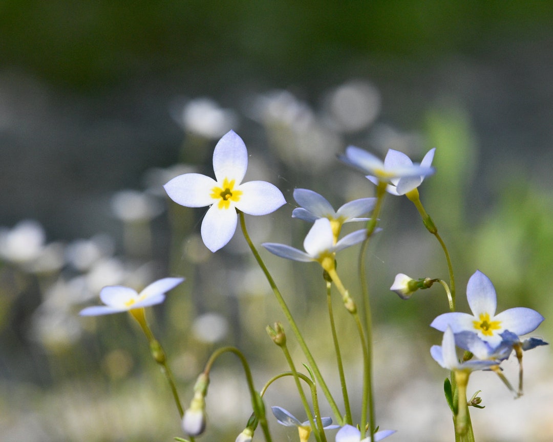 Azure Bluet Flower Photograph: Spring Wildflower Wall Decor - Etsy