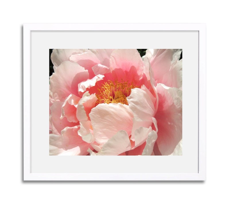 Sweet Peony Nature Flower Photograph Nature Art Pink | Etsy