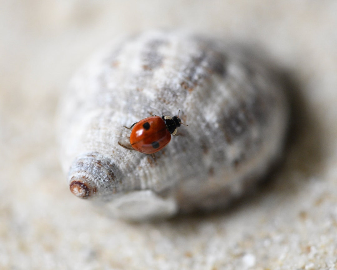 Ladybug on Seashell Photography - Insect Fine Art - Sandy Beach ...