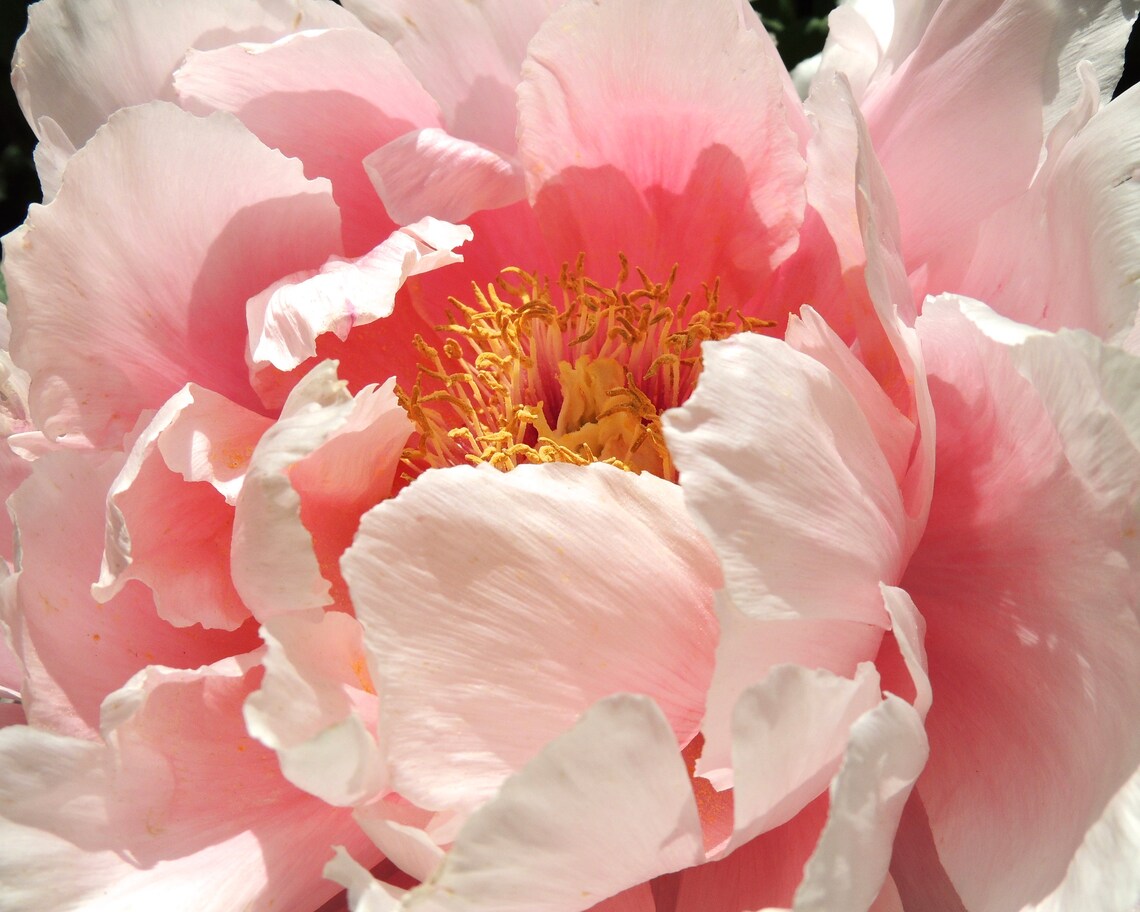 Sweet Peony Nature Flower Photograph Nature Art Pink | Etsy