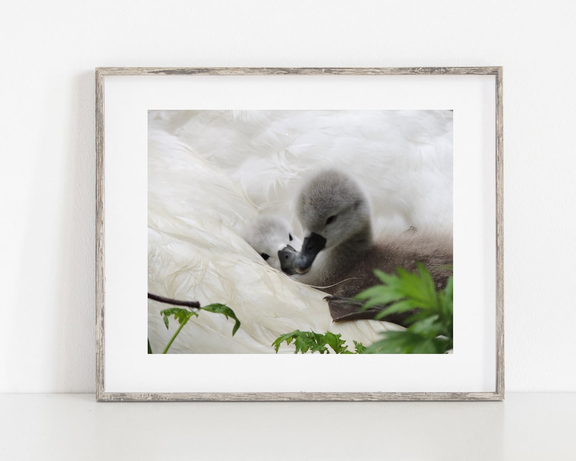 Cygnet Photograph Day Old Cygnet Baby Swan on Swan Back - Etsy