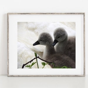 Cygnet Photograph- 2 Days Old Cygnets - Cute - Tenderness - Rainy Day ...