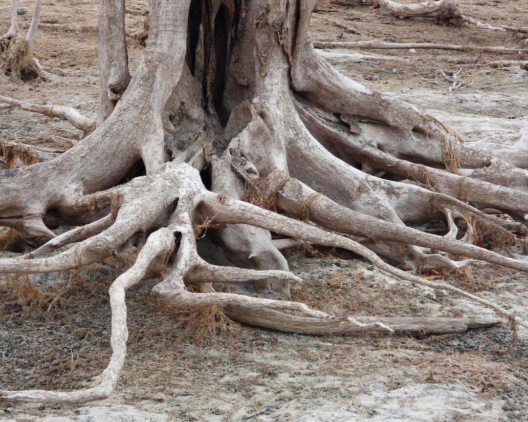 Nature Photography - Tree Root Art Print - Wall Decor - Rustic Wall Art ...