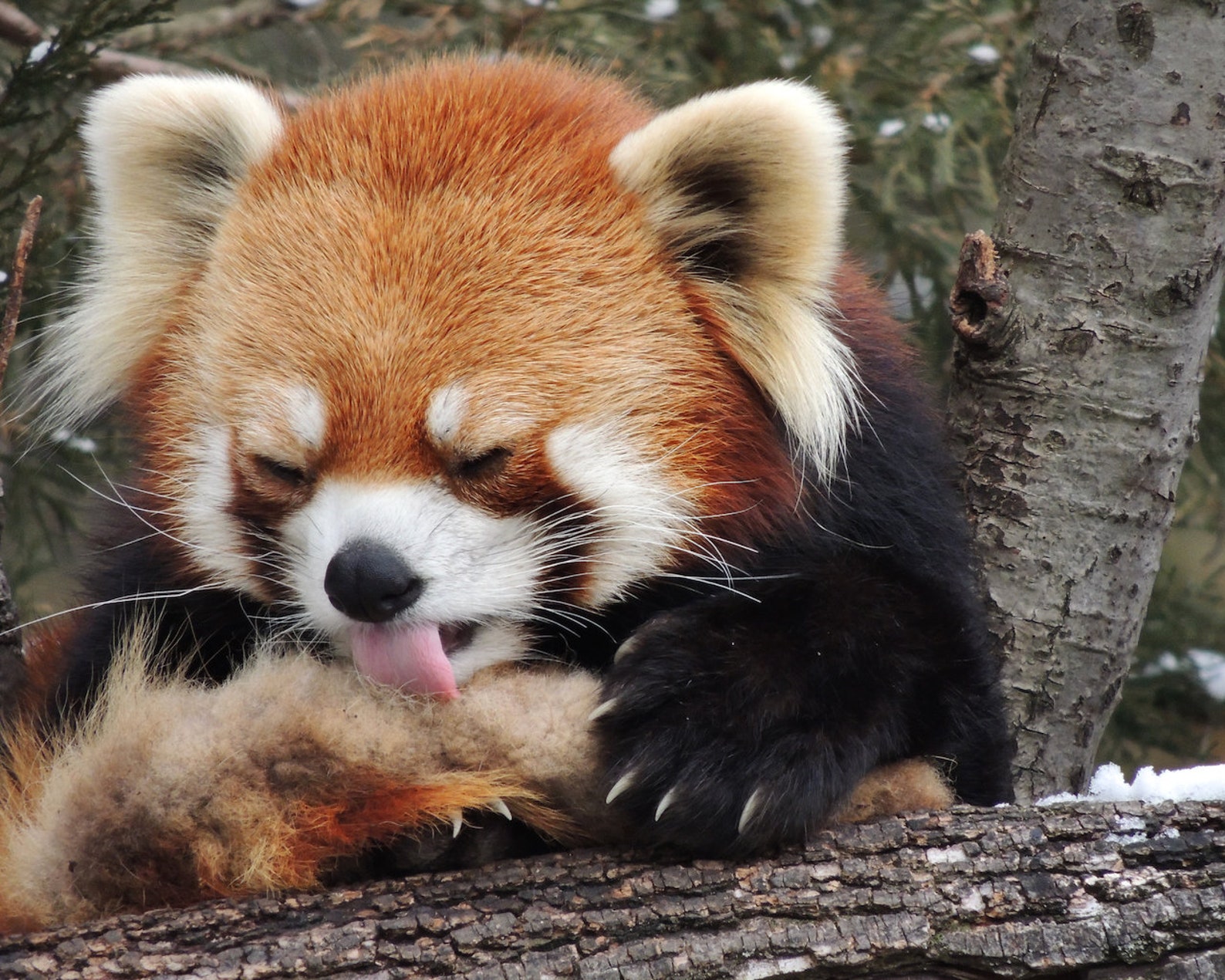 Cleaning up Red Panda Photograph Animal Photograph Wall - Etsy