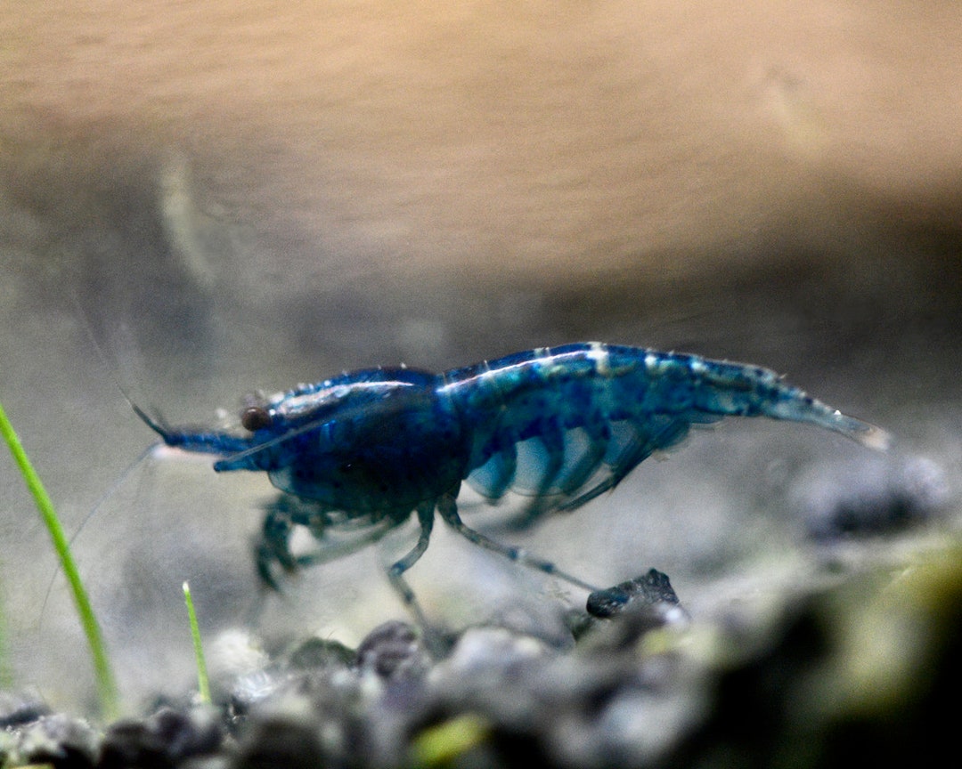 Blue Dream Shrimp Photo: Freshwater Aquarium Fine Art Print - Etsy