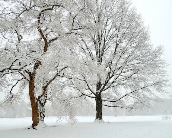 Beautiful Snow Scenes
