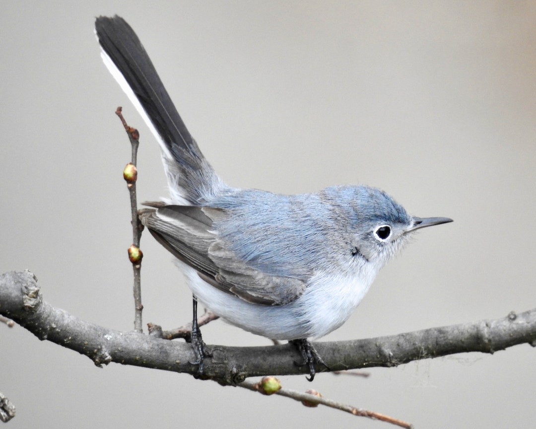Blue-gray Gnatcatcher Photo: Elusive Bird Nature Wall Art - Etsy