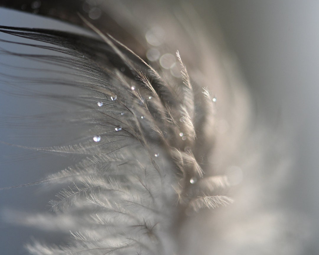 Feather Photograph - Bird Feather - Droplet - Water Drop - Fluffy ...
