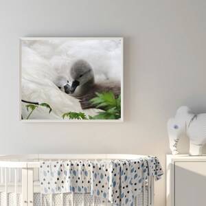 Cygnet Photograph - Day Old Cygnet - Baby Swan - on Swan Back - Cute ...