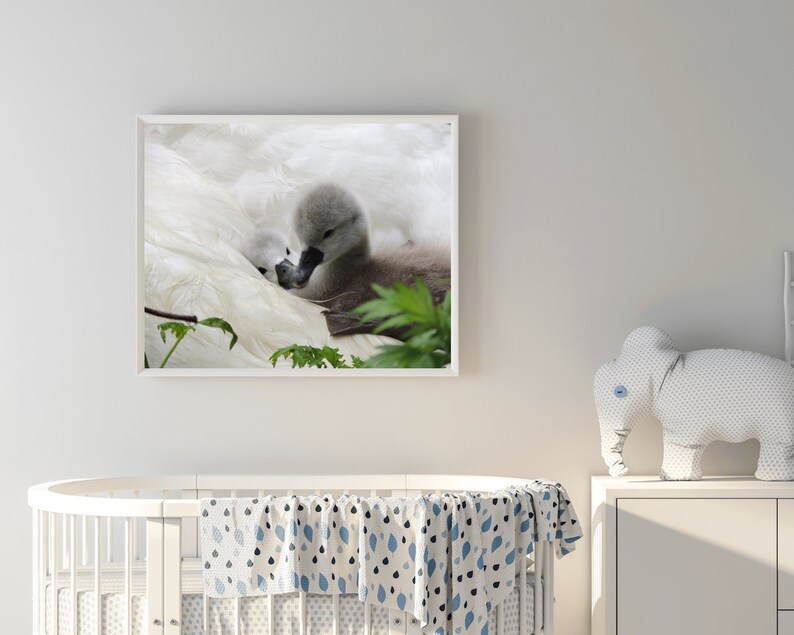 Cygnet Photograph Day Old Cygnet Baby Swan on Swan Back - Etsy