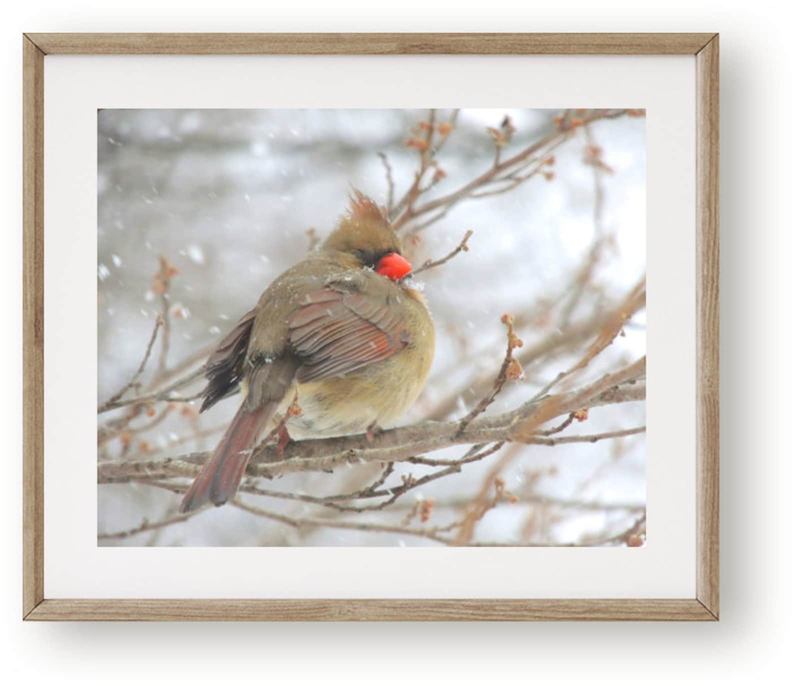 Snowy Female Cardinal Bird Art Winter Bird Nature Art | Etsy