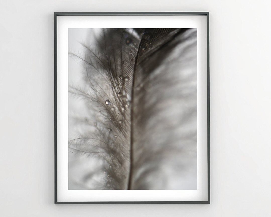 Feather Photography - Bird Feather - Wall Decor - Delicate Feather ...