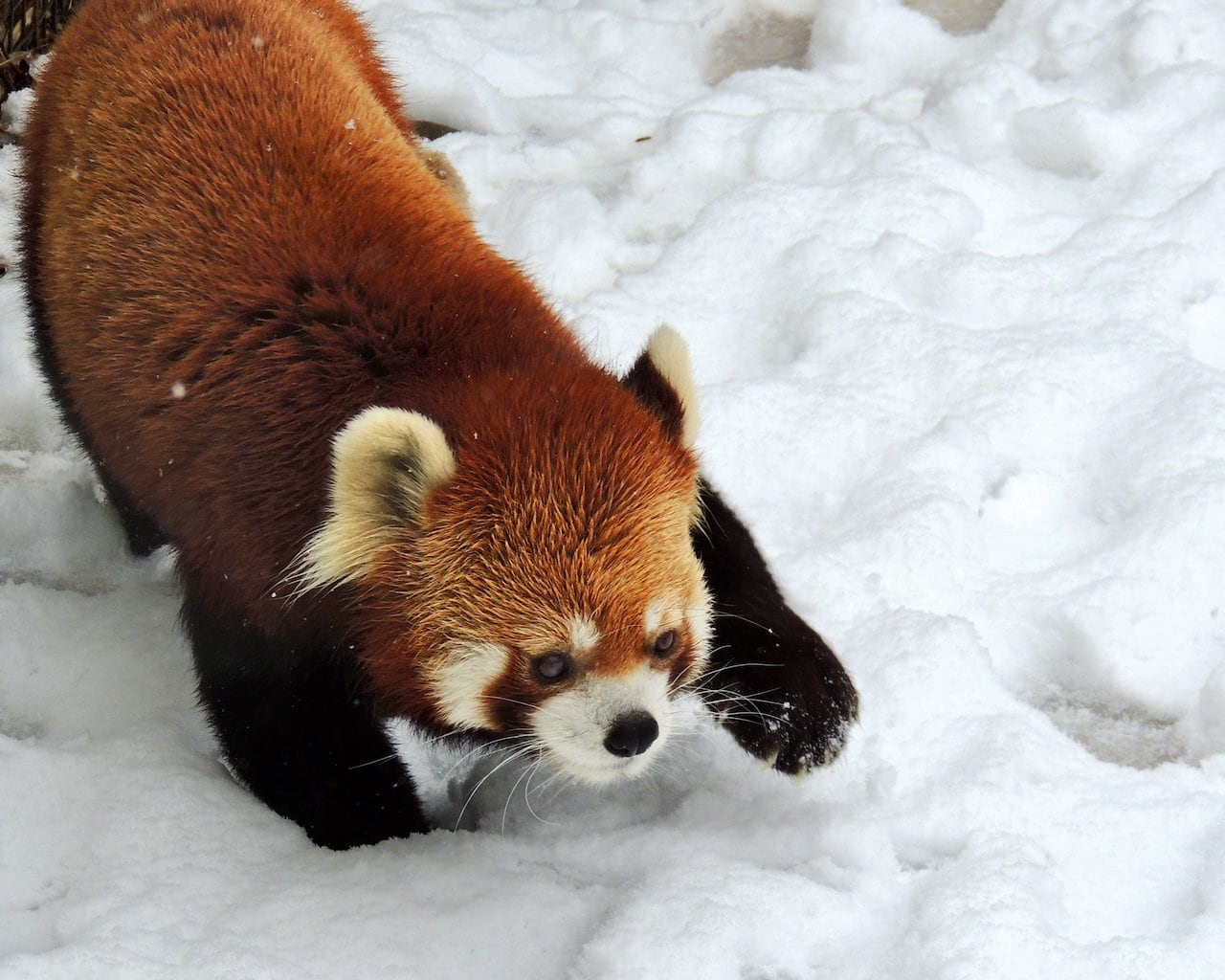 Red Panda Wallpaper Snow
