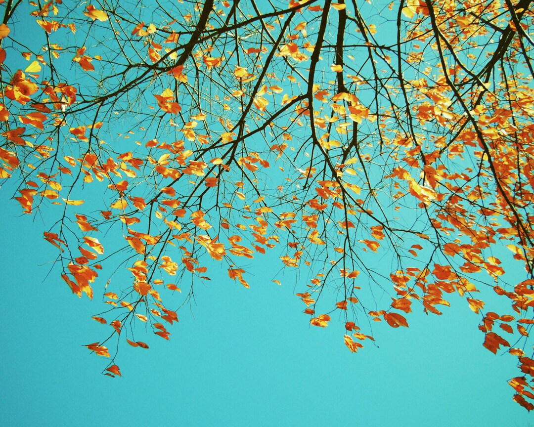 Autumn Tree Art Beautiful Autumn Scene Colorful Fall - Etsy